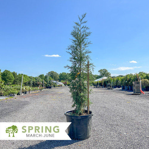 Taylor Juniper - Juniperus virginiana 'Taylor' | Shepherdssupply