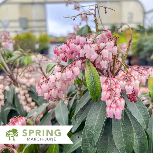 Glowing Hearts™ Andromeda – Pieris japonica ‘Piesid2’ | Shepherdssupply