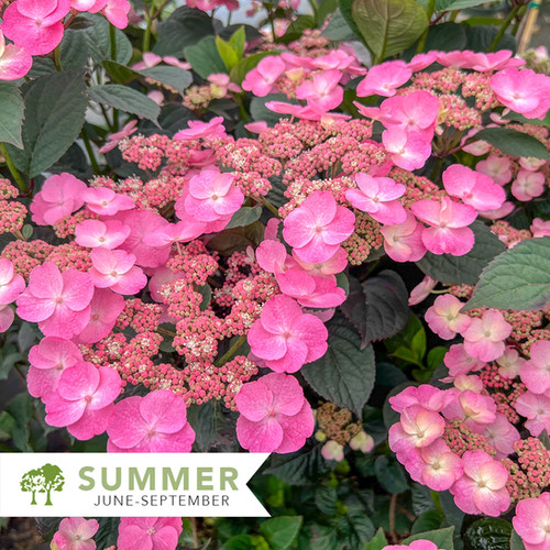 Pink Dynamo™ Mountain Hydrangea - Hydrangea serrata Pink Dynamo ...