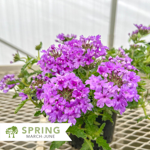 EnduraScape™ Blue Improved Verbena – Verbena x 'Balendluim ...