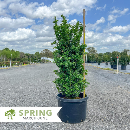 Dee Runk Boxwood - Buxus sempervirens 'Dee Runk' | Shepherdssupply