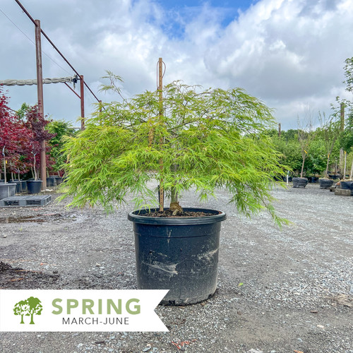 Waterfall Japanese Maple- Acer palmatum var. dissectum 'Waterfall ...