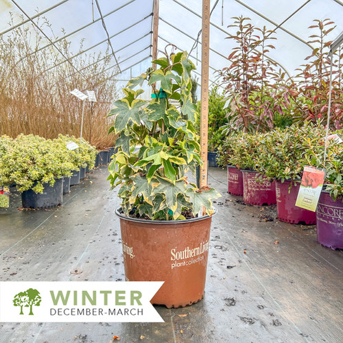 Angyo Star Fatshedera – Fatshedera hybrid 'Angyo Star' | Shepherdssupply