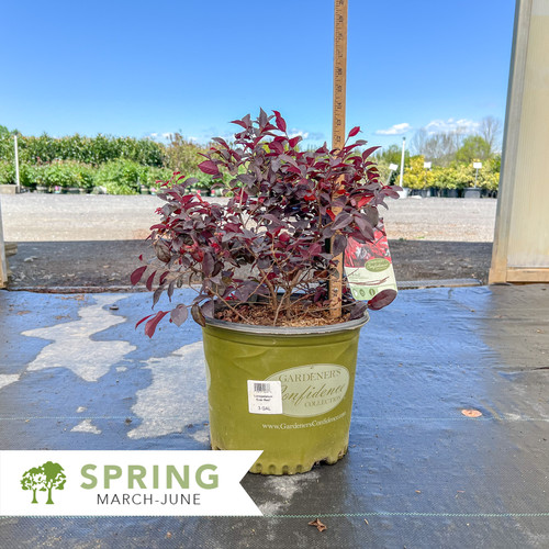 Ever Red® Loropetalum - Loropetalum chinense 'Chang Nian Hong ...