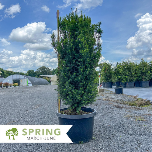 Eddie Yew - Taxus x media 'H.M. Eddie' | Shepherdssupply