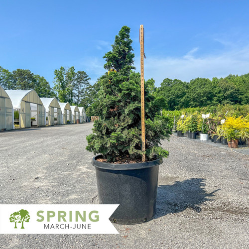 Split Rock Hinoki Cypress - Chamaecyparis obtusa 'Split Rock ...