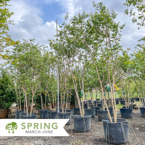 Miami Crape Myrtle – Lagerstroemia indica 'Miami' | Shepherdssupply