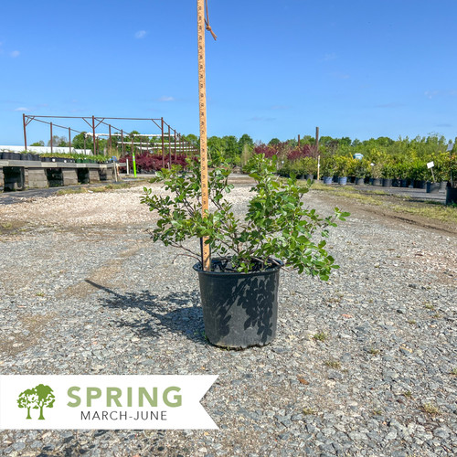 Gro-Low Fragrant Sumac - Rhus aromatica 'Gro-Low' | Shepherdssupply