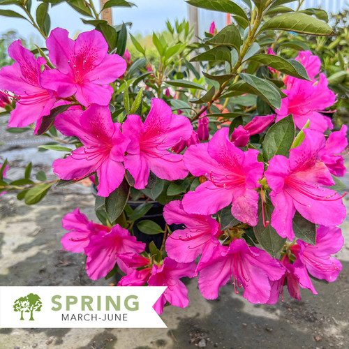 Formosa Azalea - Azalea indica 'Formosa' | Shepherdssupply