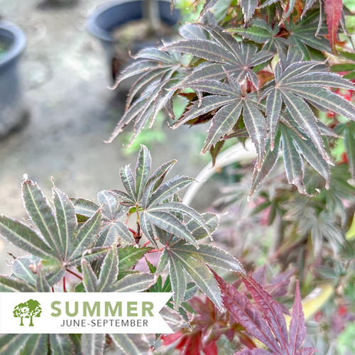 Pixie Japanese Maple - Acer palmatum 'Pixie' | Shepherdssupply