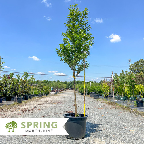 Spring Showers Snowbell - Styrax japonicus 'Spring Showers ...