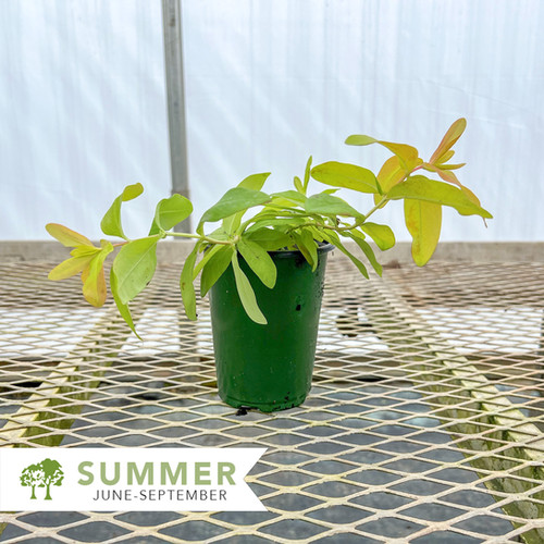 Brigadoon St. John's Wort – Hypericum calycinum 'Brigadoon ...