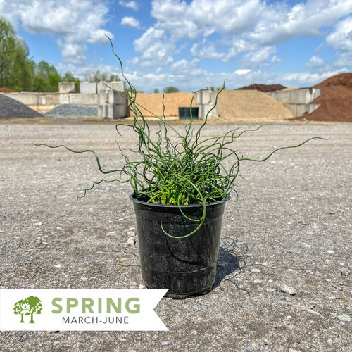 Big Twister Rush – Juncus effusus 'Big Twister' | Shepherdssupply