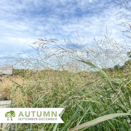 Cape Breeze Switch Grass - Panicum virgatum 'Cape Breeze' | Shepherdssupply