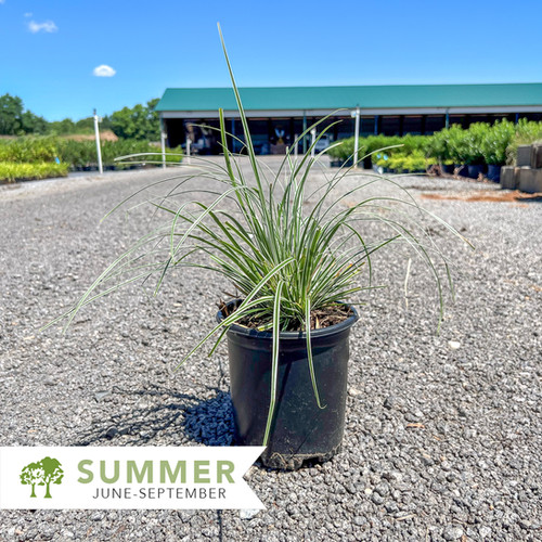 EverColor® Everest Sedge – Carex oshimensis 'Carfit01' | Shepherdssupply