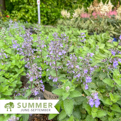 Picture Purrfect Catmint – Nepeta 'Picture Purrfect' | Shepherdssupply