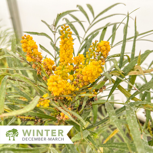 Indigo Flair Mahonia - Mahonia confusa 'Indigo Flair' | Shepherdssupply