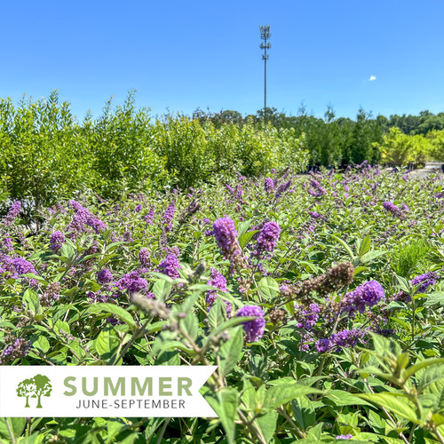 Lo & Behold® 'Blue Chip Jr.' Butterfly Bush - Buddleia x 'Blue Chip Jr ...