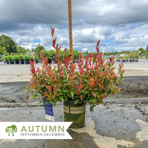 Leafscape™ Little Flames Doghobble - Leucothoe fontanesiana 'Little ...