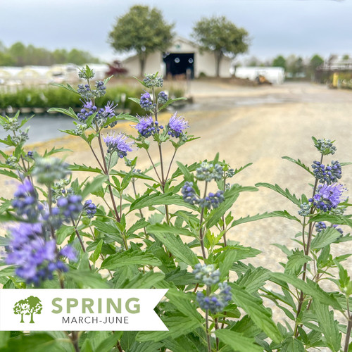 Blue Balloon® Bluebeard - Caryopteris x clandonensis 'Korball ...