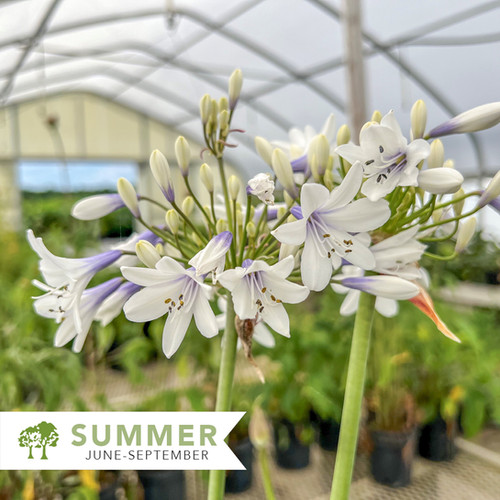 Twister Lily of the Nile - Agapanthus 'Twister' PP25519 | Shepherdssupply