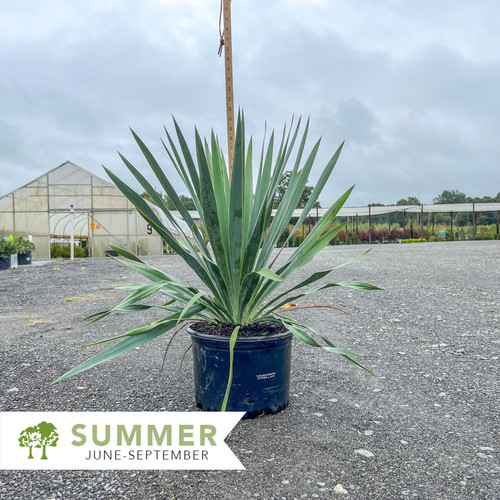 Silver Anniversary Yucca – Yucca filamentosa x pallida | Shepherdssupply