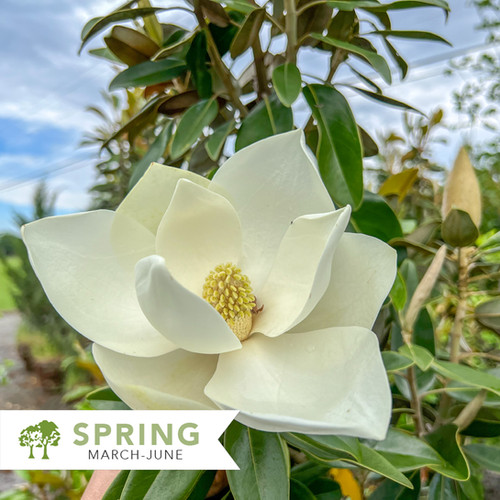 Magnolia Grandiflora Alta