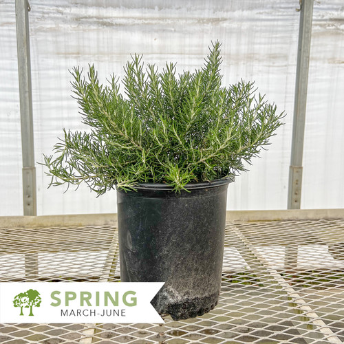 Roman Beauty Rosemary – Rosmarinus officinalis 'Roman Beauty ...