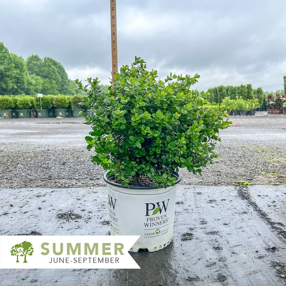 Sprinter® Boxwood – Buxus microphylla 'Bulthouse' | Shepherdssupply