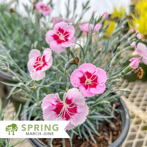 Dianthus Plumarius Spring Beauty