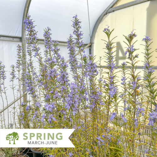 Blue Spires Rosemary – Rosmarinus officinalis 'Blue Spires ...
