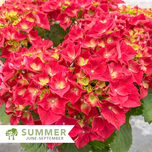 Hi™ Fire Hydrangea - Hydrangea macrophylla 'Fire' | Shepherdssupply
