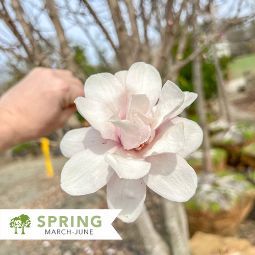 Merrill Magnolia – Magnolia × loebneri 'Merrill' | Shepherdssupply
