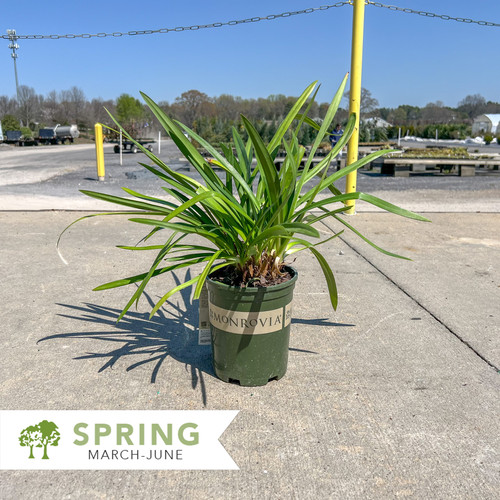 Twister Lily of the Nile - Agapanthus 'Twister' PP25519 | Shepherdssupply