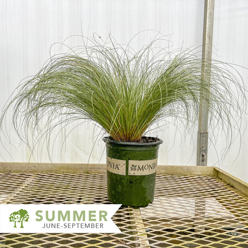 ColorGrass® Amazon Mist Sedge - Carex comans 'Amazon Mist ...