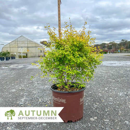 Sunshine Ligustrum - Ligustrum sinense 'Sunshine' | Shepherdssupply