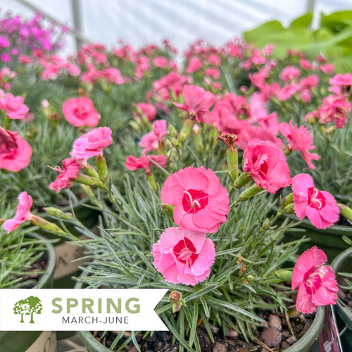 Scent from Heaven™ Angel of Hope Dianthus - Dianthus hybrid 'Angel Of ...