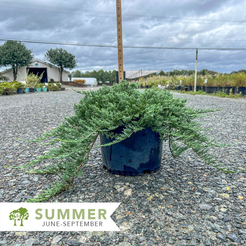 Blue Rug Juniper - Juniperus horizontalis 'Wiltonii' | Shepherdssupply