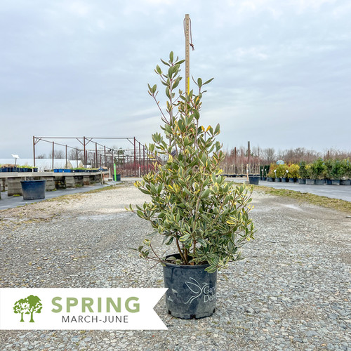 Crown Jewels™ Cleyera – Ternstroemia Gymnathera 'WMN-01' | Shepherdssupply