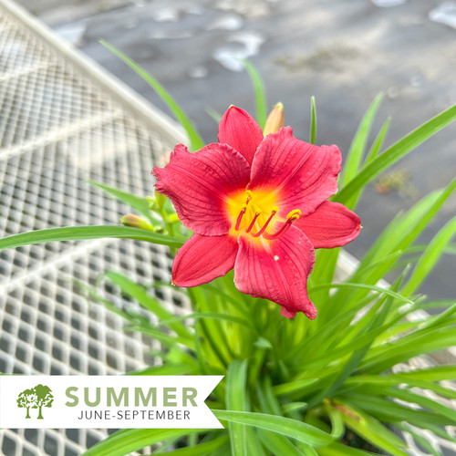 Ruby Stella Daylily - Hemerocallis 'Ruby Stella' | Shepherdssupply
