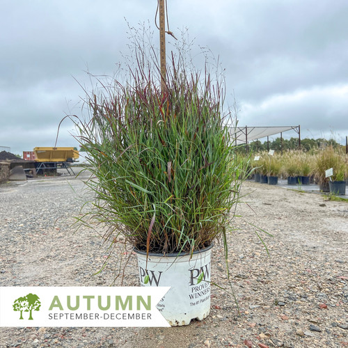Prairie Winds® Cheyenne Sky Switch Grass - Panicum virgatum 'Cheyenne ...