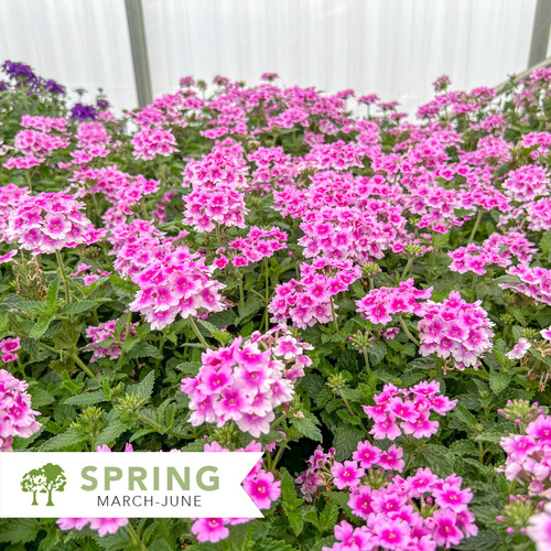 EnduraScape™ Pink Bicolor Verbena – Verbena x 'Balendpibi ...