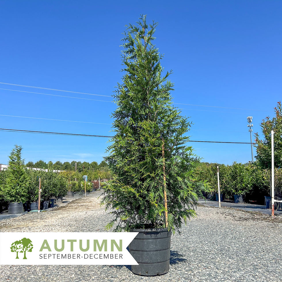 Spring Grove® Arborvitae - Thuja plicata 'Grovepli' | Shepherdssupply