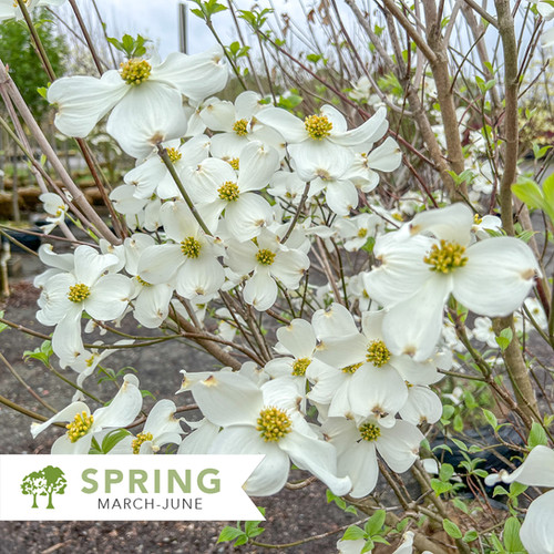 Cherokee Princess Dogwood - Cornus florida 'Cherokee Princess ...