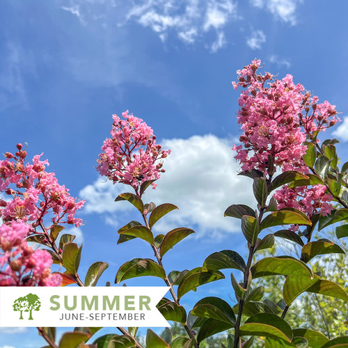 Sioux Crape Myrtle - Lagerstroemia indica x faueri 'Sioux ...
