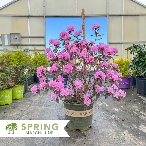 P.J.M. Rhododendron – Rhododendron x 'P.J.M.' | Shepherdssupply