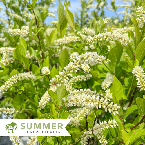 Little Henry Sweetspire - Itea virginica 'Sprich' | Shepherdssupply
