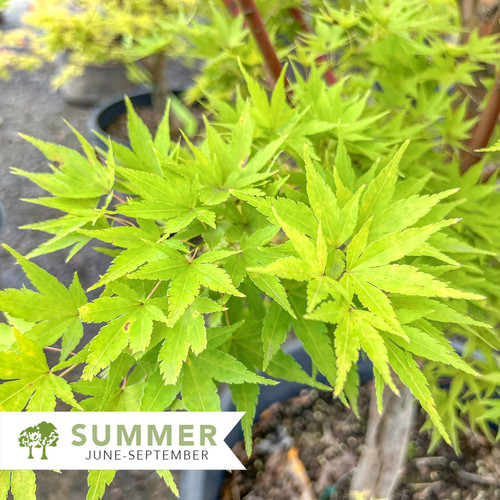 Sango Kaku (Coral Bark) Japanese Maple Multi-stem -Acer palmatum 'Sango ...