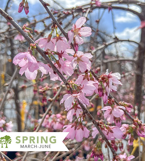 weeping prunus tree