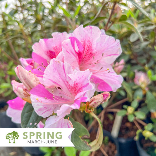 Autumn Twist® Encore® Azalea - Rhododendron 'Conlep' | Shepherdssupply